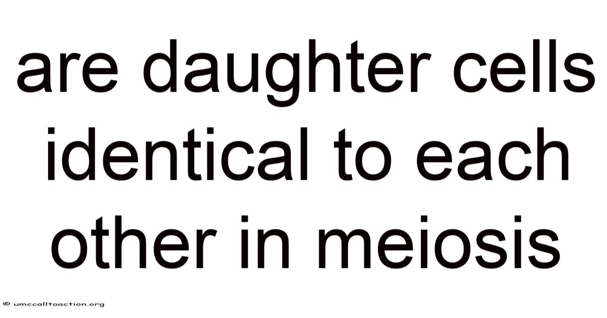 Are Daughter Cells Identical To Each Other In Meiosis