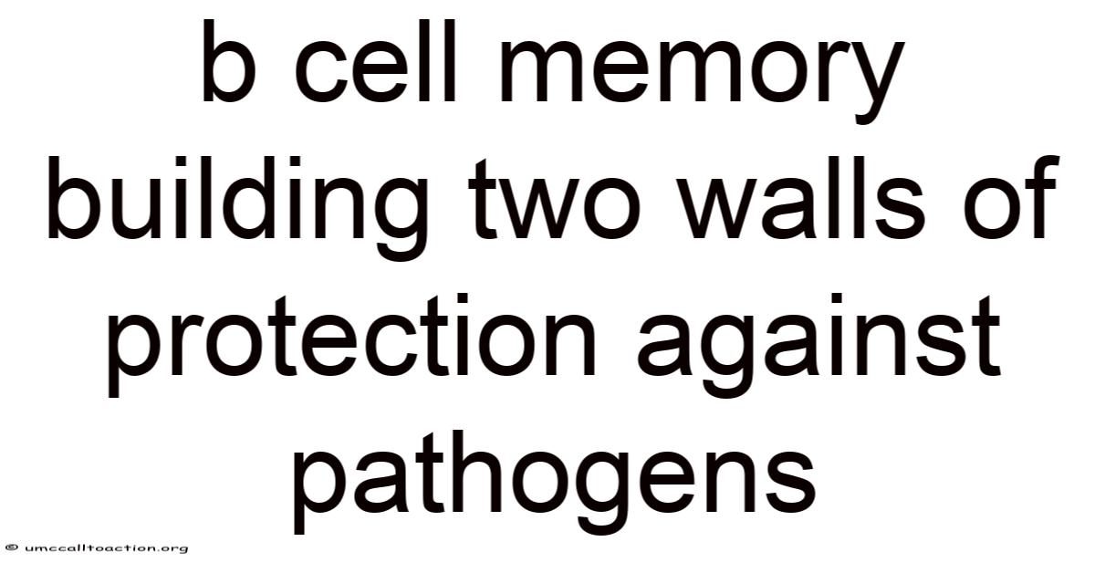 B Cell Memory Building Two Walls Of Protection Against Pathogens