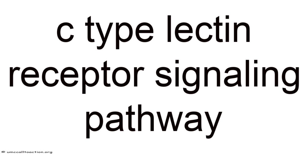 C Type Lectin Receptor Signaling Pathway