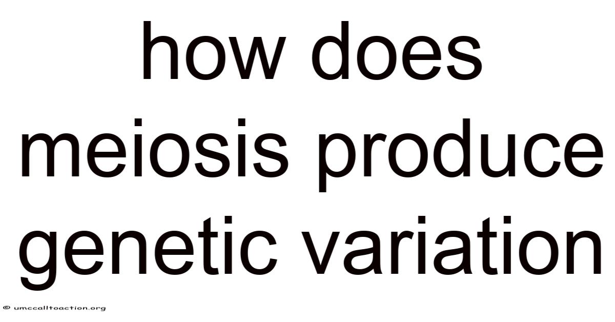 How Does Meiosis Produce Genetic Variation