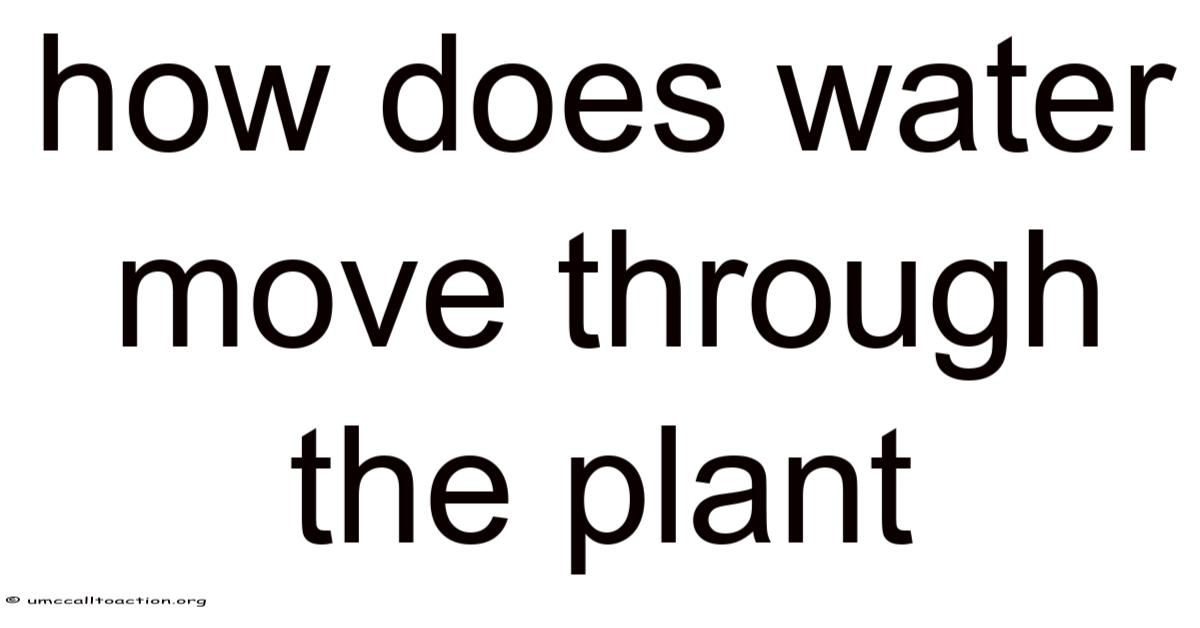 How Does Water Move Through The Plant
