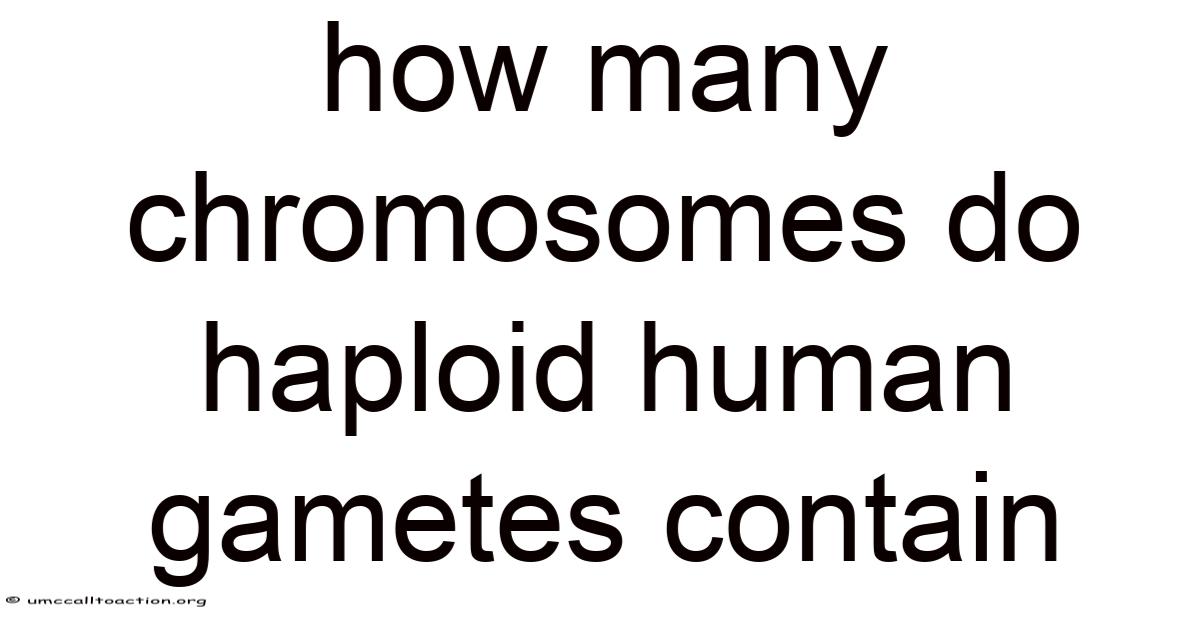 How Many Chromosomes Do Haploid Human Gametes Contain