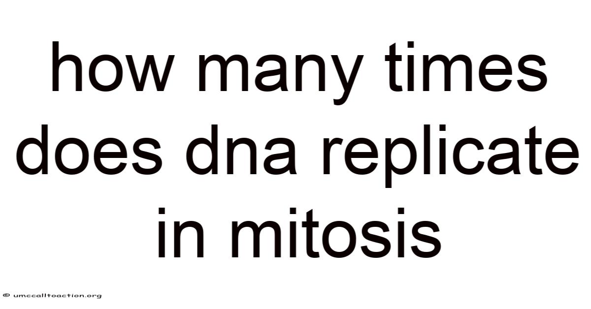How Many Times Does Dna Replicate In Mitosis
