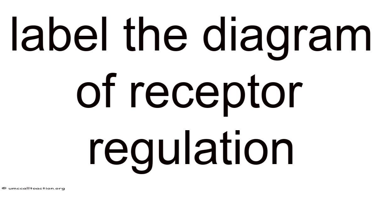 Label The Diagram Of Receptor Regulation