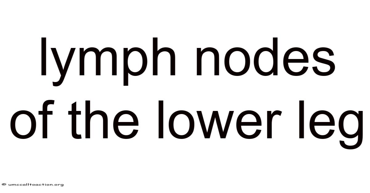 Lymph Nodes Of The Lower Leg