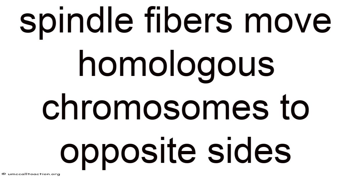 Spindle Fibers Move Homologous Chromosomes To Opposite Sides