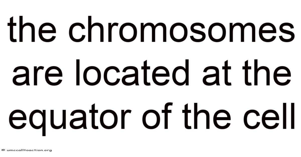 The Chromosomes Are Located At The Equator Of The Cell