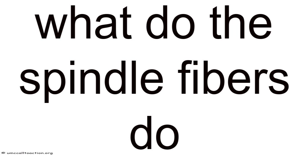 What Do The Spindle Fibers Do