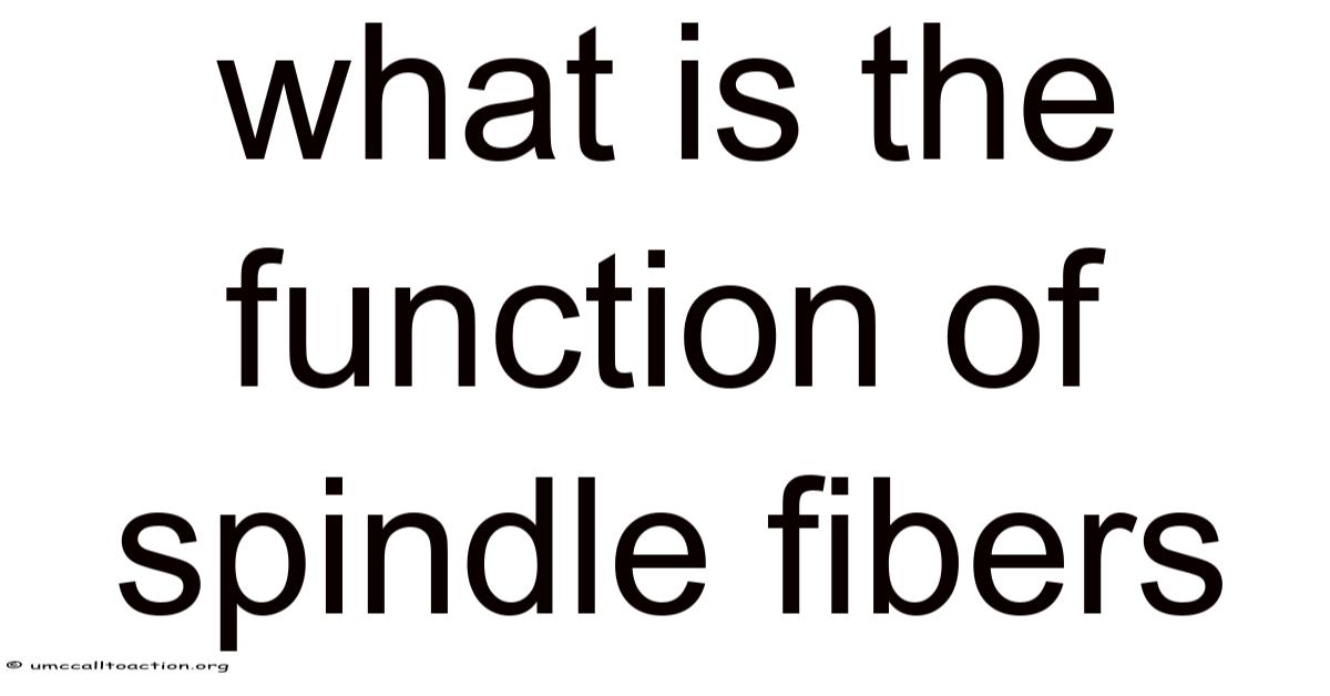 What Is The Function Of Spindle Fibers