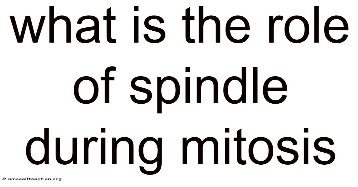 What Is The Role Of Spindle During Mitosis