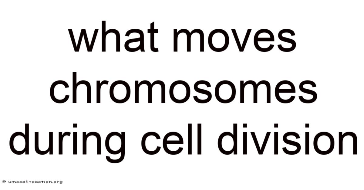 What Moves Chromosomes During Cell Division