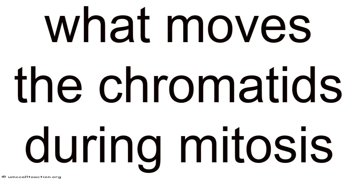 What Moves The Chromatids During Mitosis