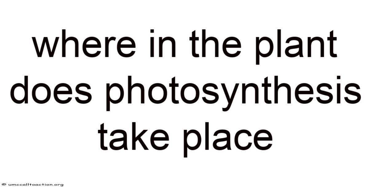 Where In The Plant Does Photosynthesis Take Place